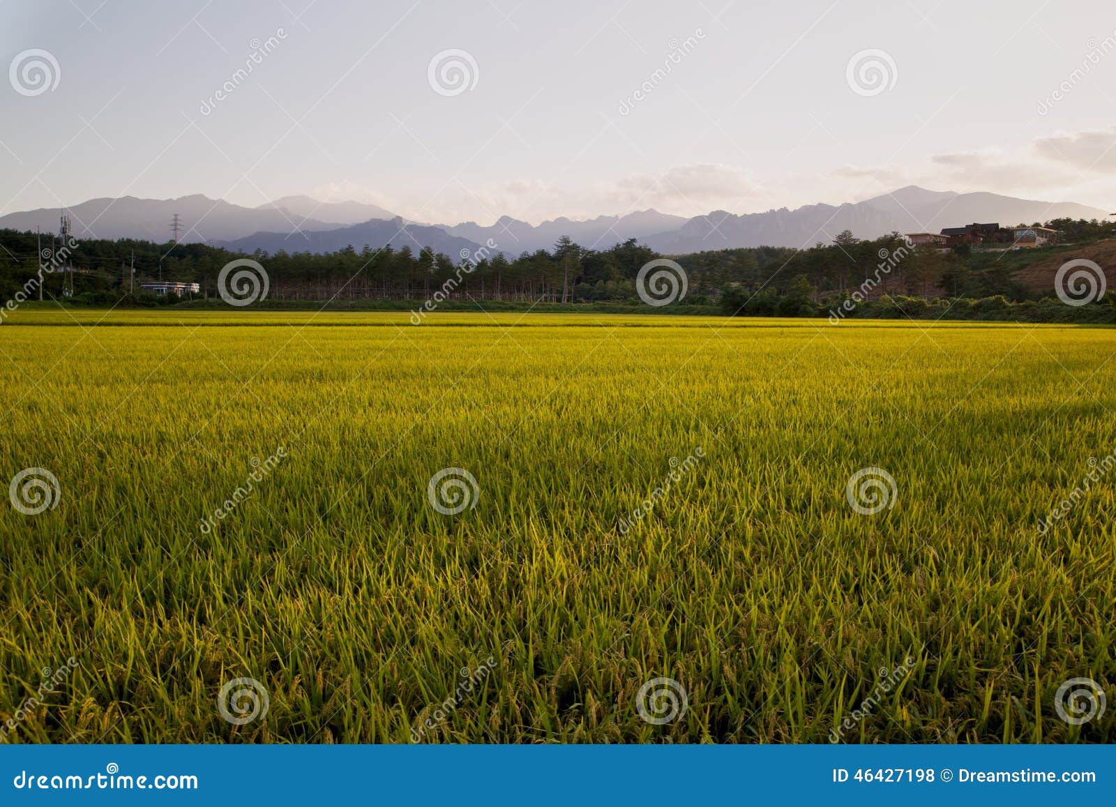 Risaie della Corea fotografia stock. Immagine di paesaggio - 46427198