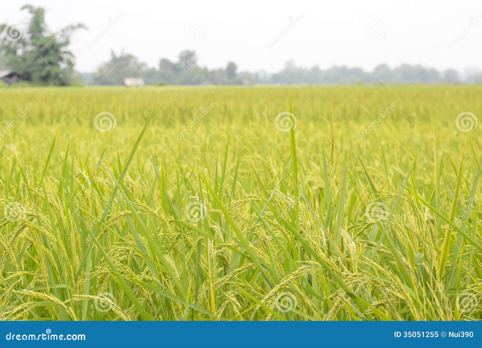 Risaie della risaia immagine stock. Immagine di agricoltura - 35051255