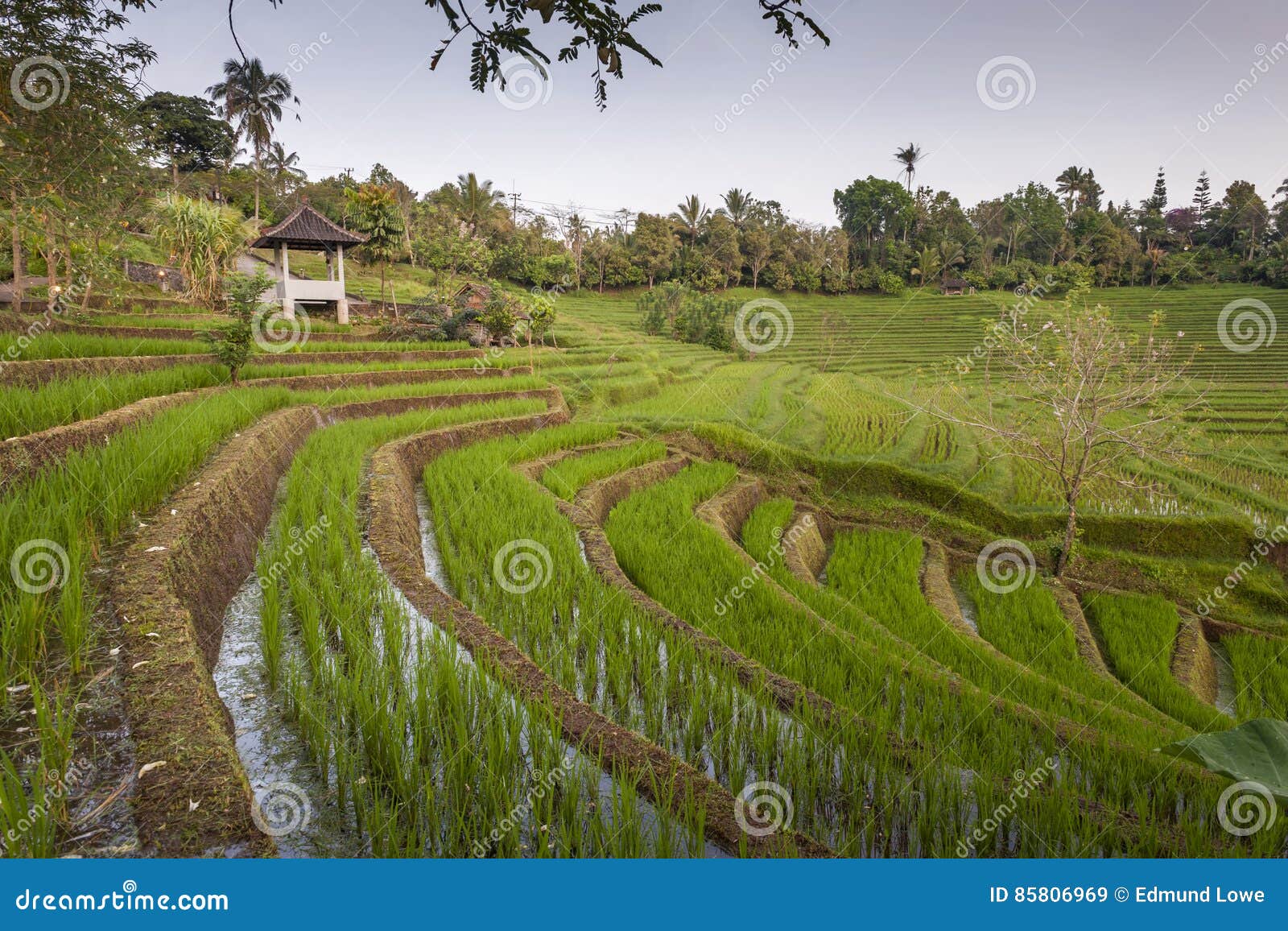 Risaie di Bali, Indonesia immagine stock. Immagine di esterno - 85806969