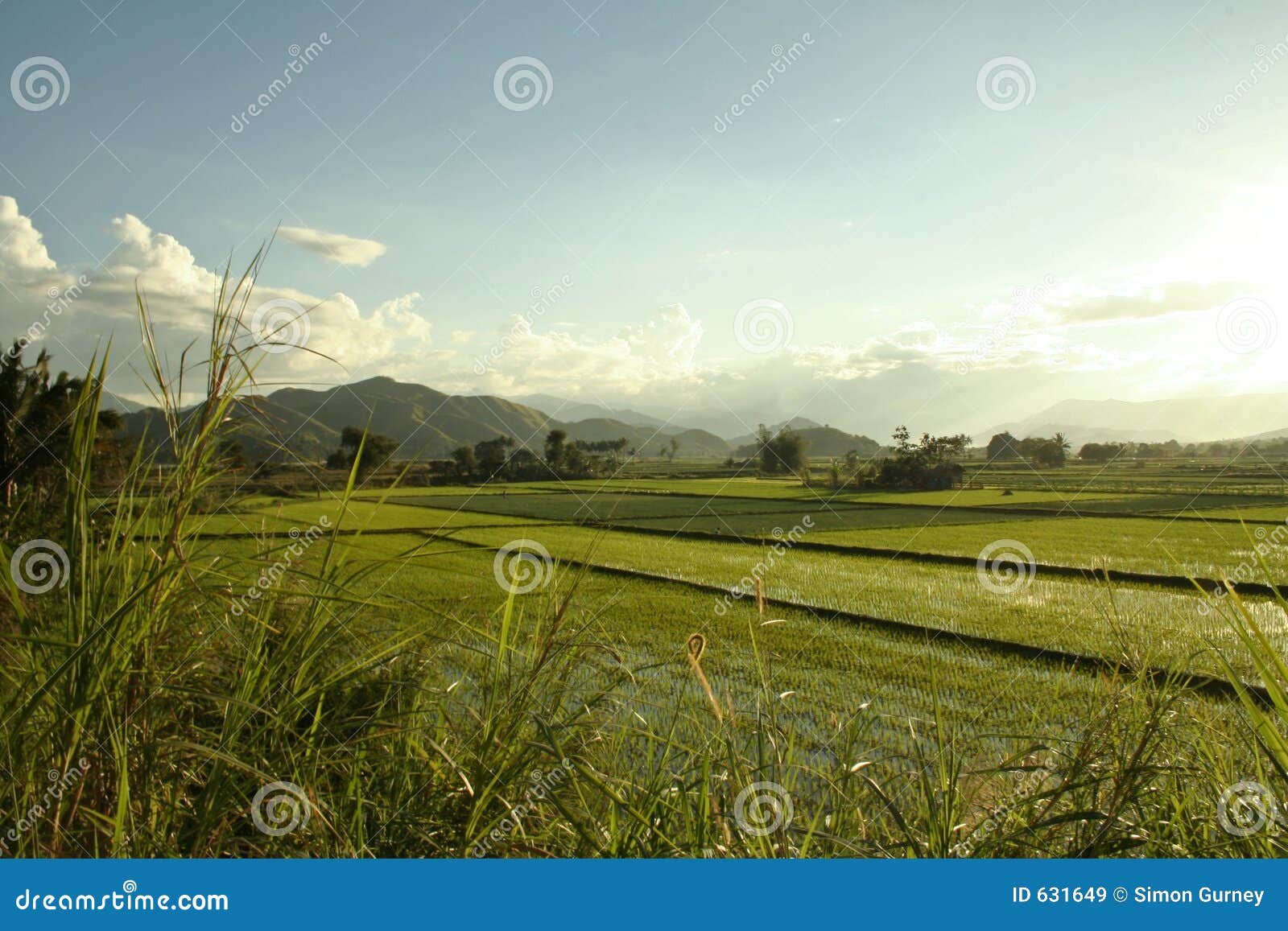 Risaie di riso immagine stock. Immagine di podere, sfondo - 631649