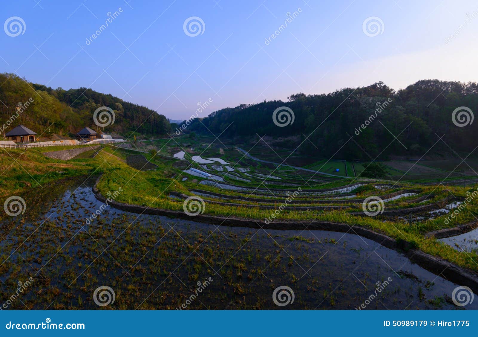 Risaie Di Riso Nel Giappone Immagine Stock - Immagine di rurale, campi ...