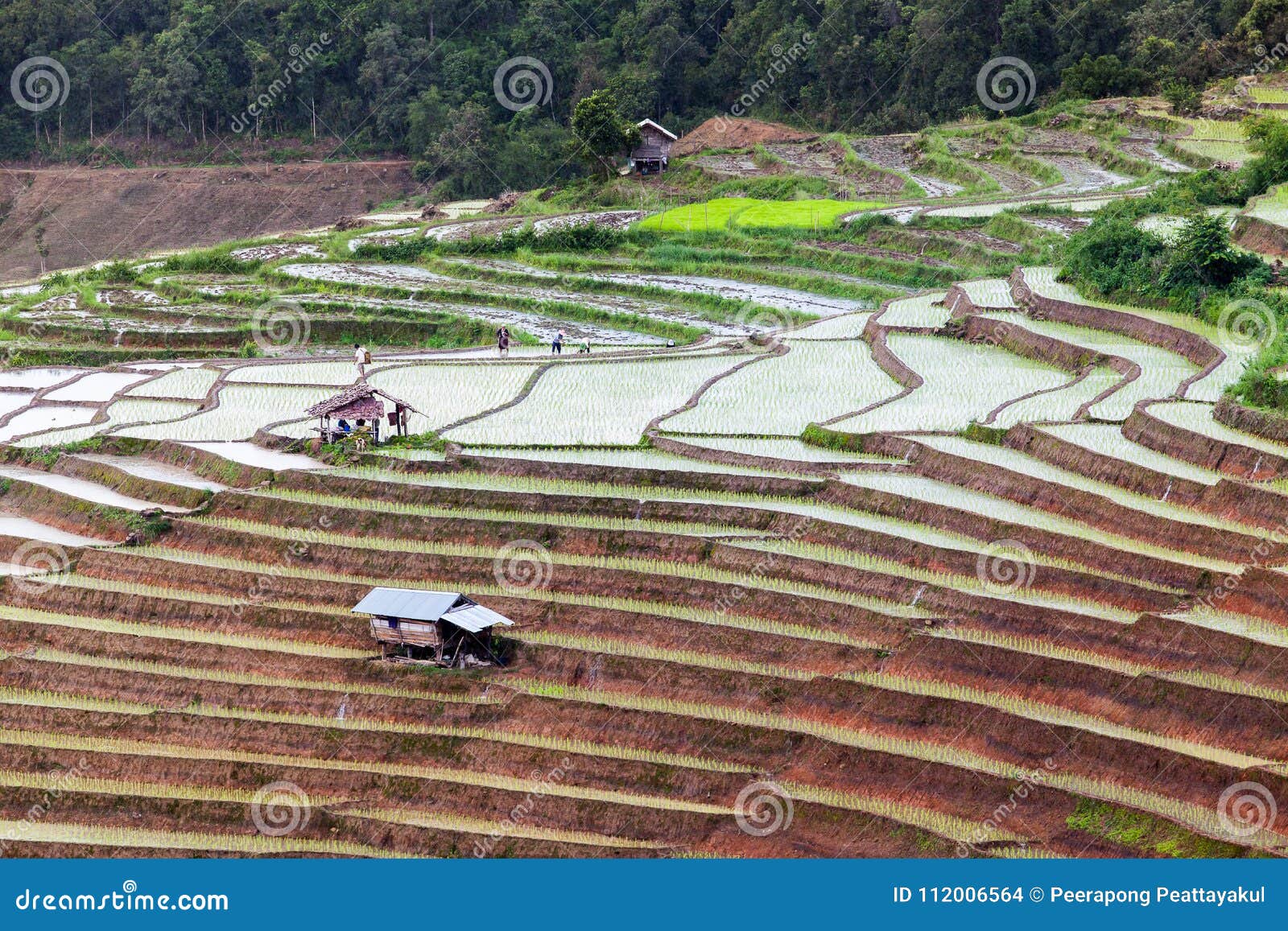 Risaie Su a Terrazze a Chiang Mai, Tailandia Fotografia Stock ...