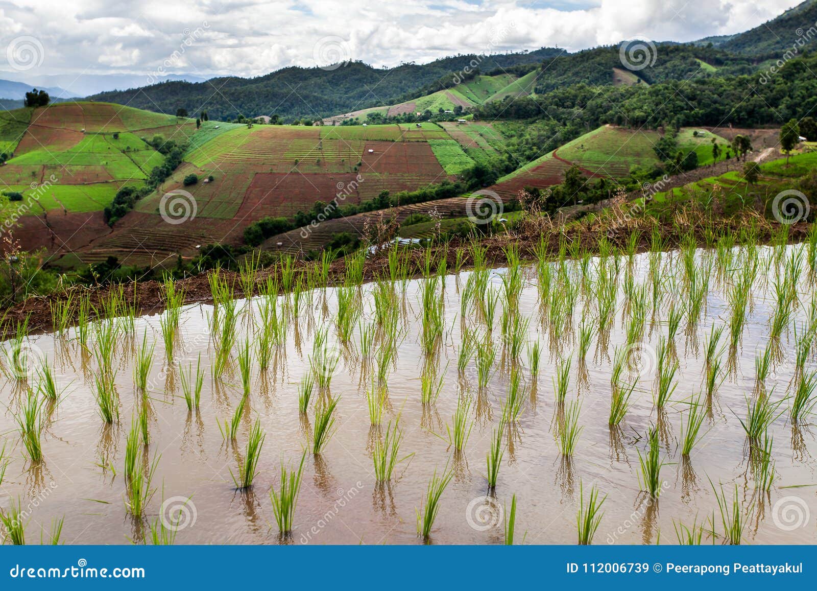 Risaie Su a Terrazze a Chiang Mai, Tailandia Immagine Stock - Immagine ...