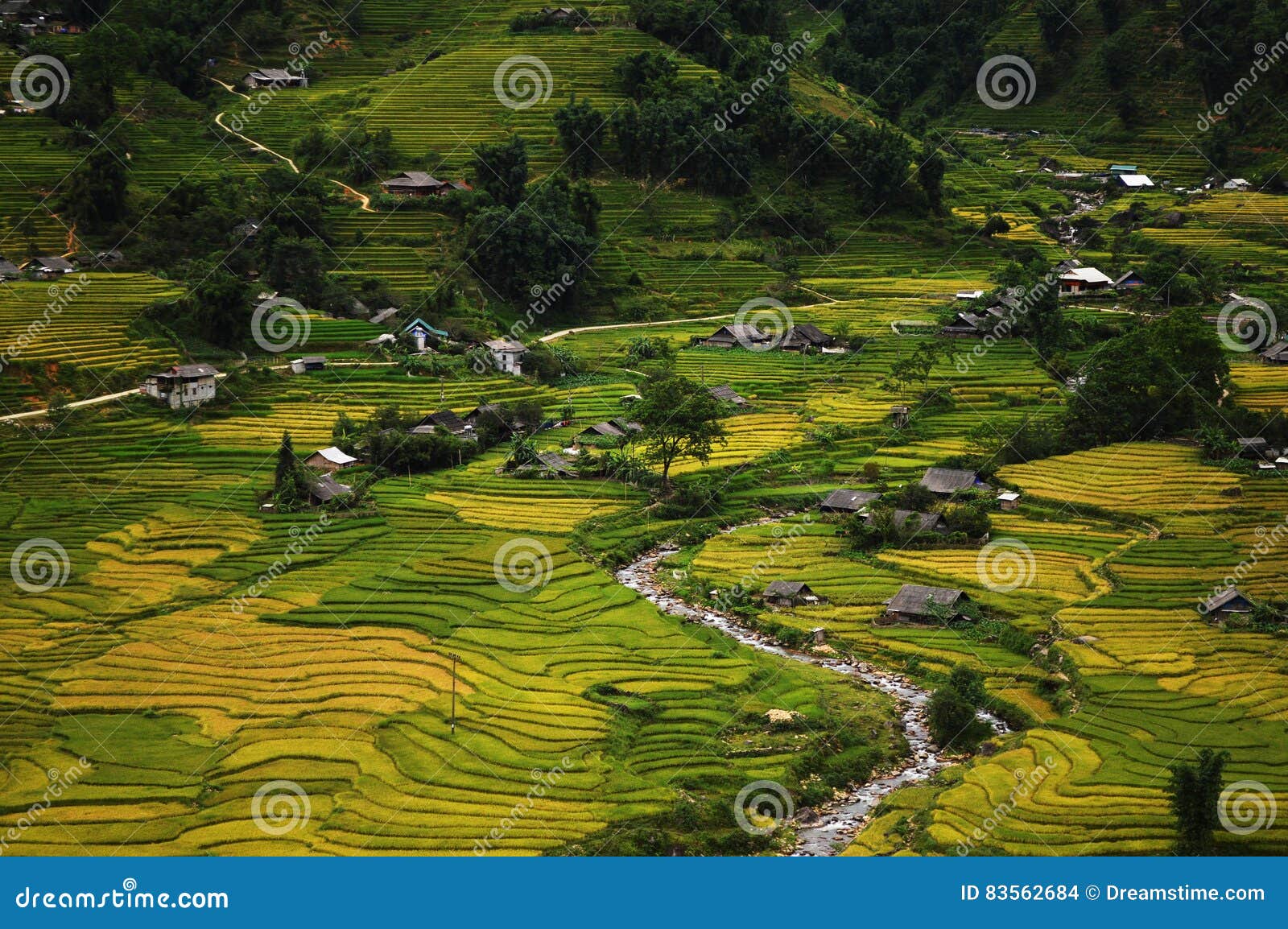Risaie Vicino a Sapa, Vietnam Fotografia Stock - Immagine di prodigio ...