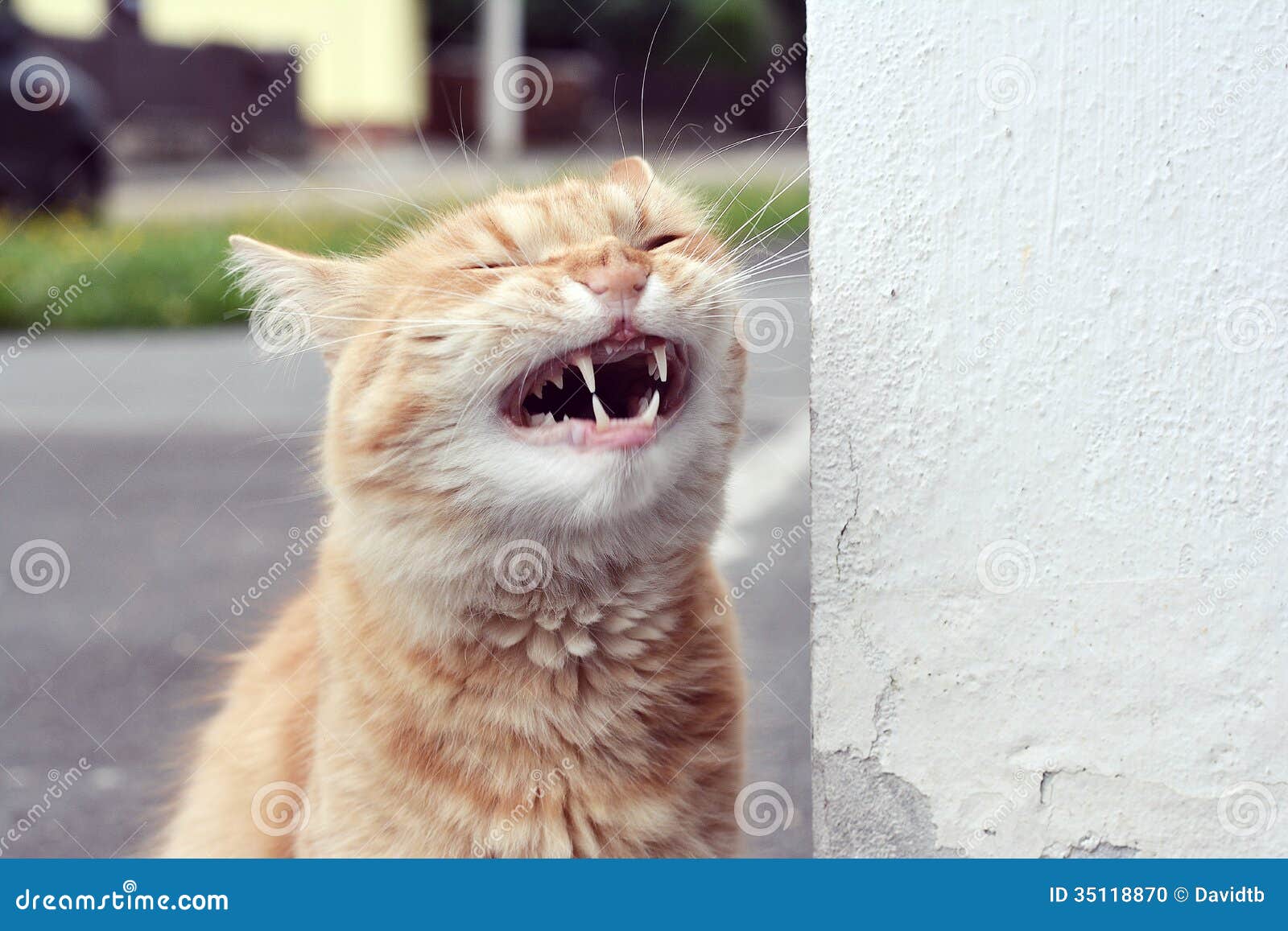 Risas divertidas del gato foto de archivo. Imagen de color - 35118870