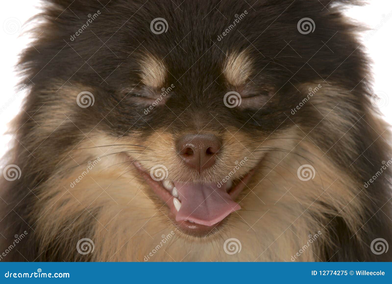 Risata Del Cucciolo Di Pomeranian Immagine Stock - Immagine di emozione ...