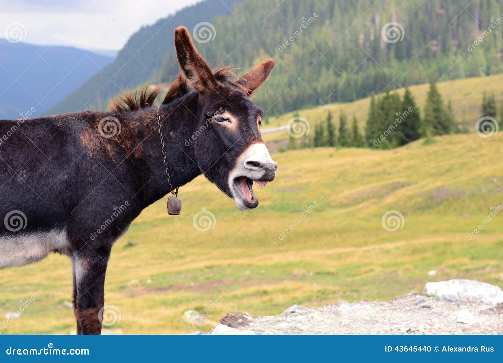 Risata Divertente Dell'asino Fotografia Stock - Immagine di montagne ...