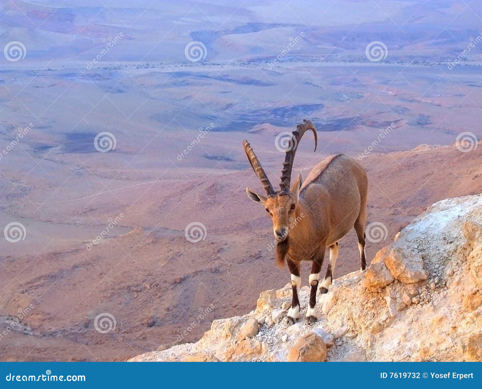 Rise on crater Ramon stock photo. Image of rise, animals - 7619732