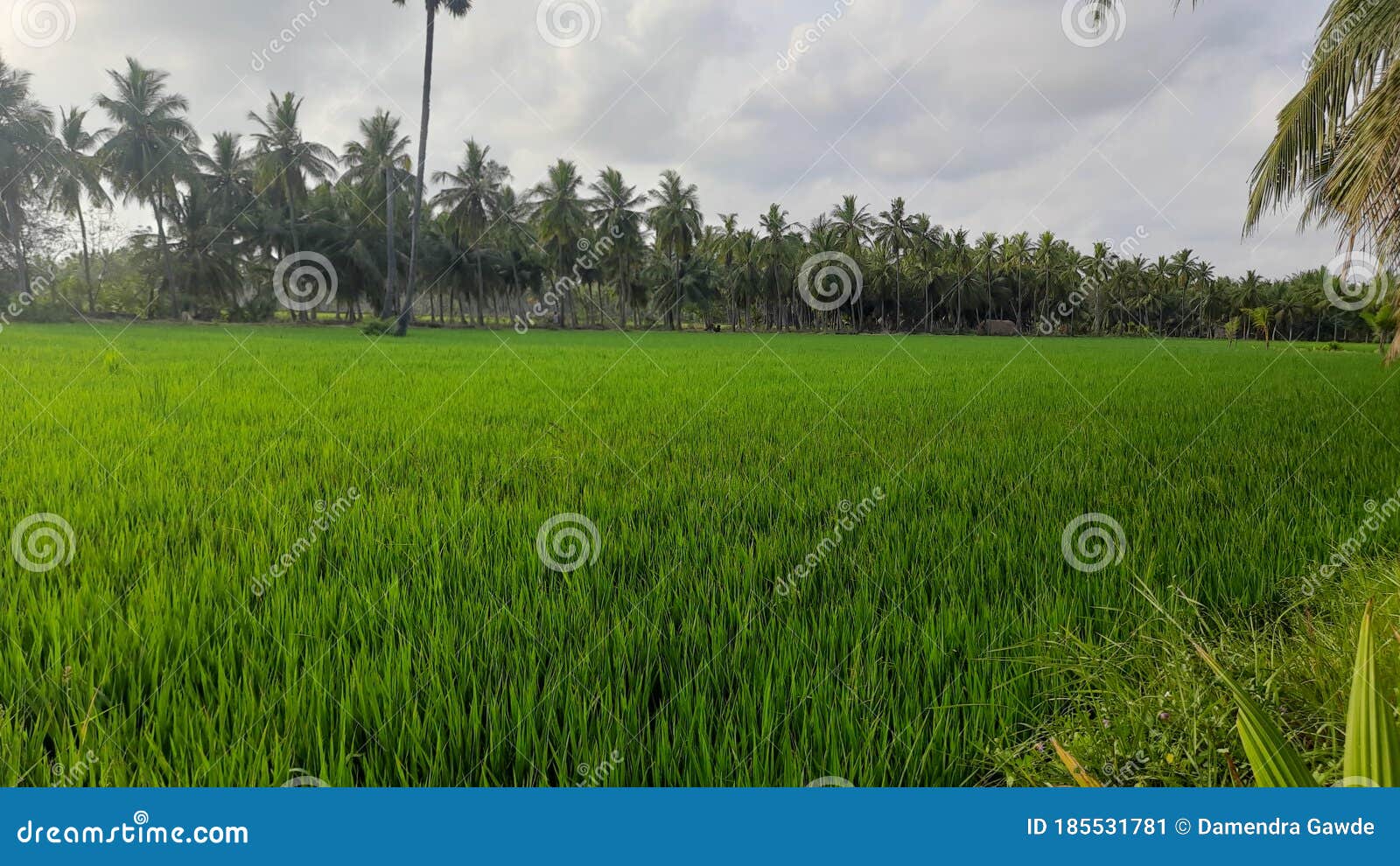 Rise Farm in Andhra Pradesh Stock Image - Image of farm, field: 185531781