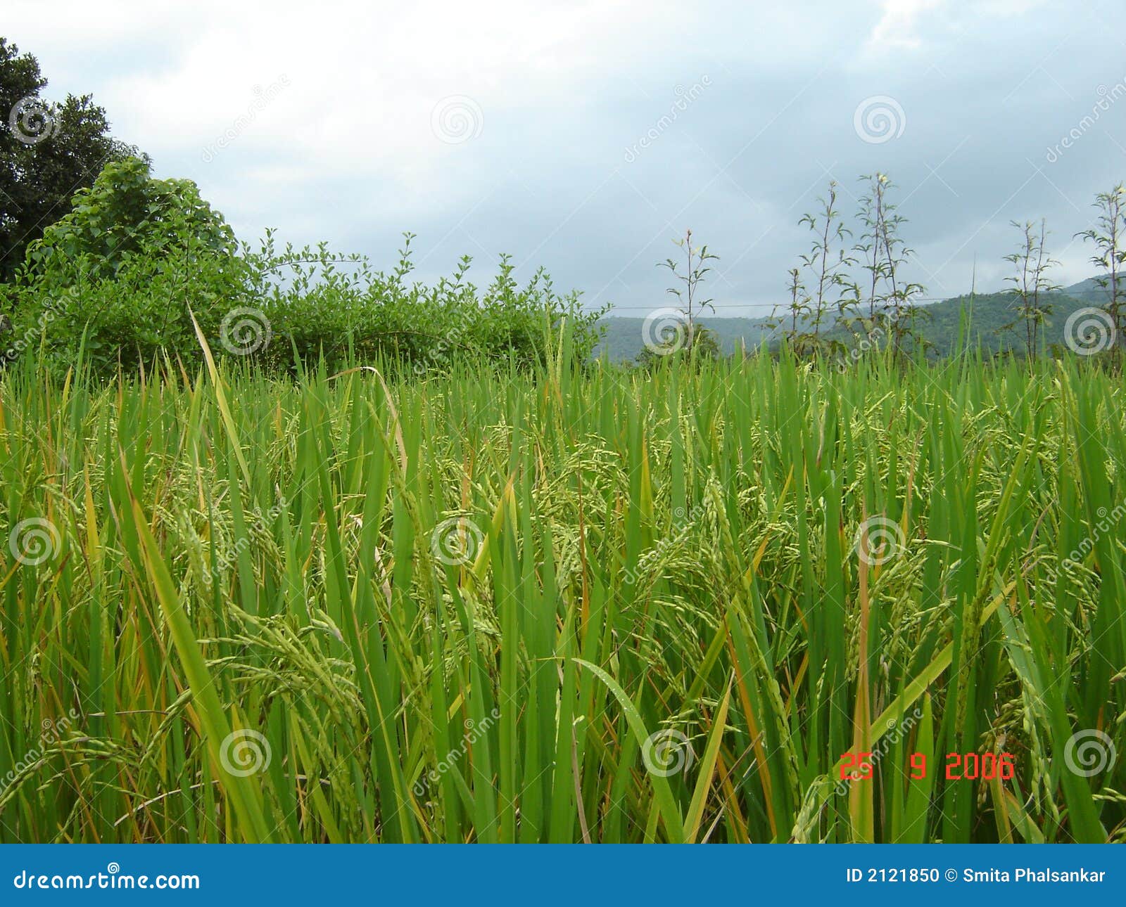 A Rise Field Forms the India. Stock Photo - Image of sunlight, fresh ...
