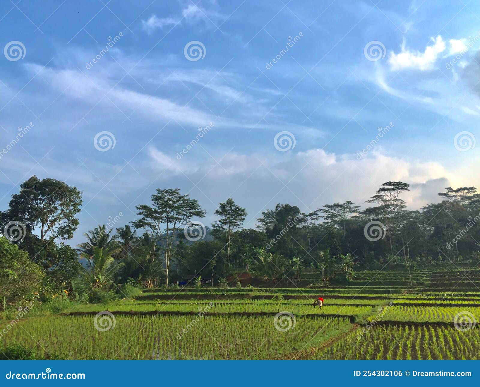 Rise Field in the Morning with Blue Sky Its Look Beautifully Stock ... Rise Field in the Morning with Blue Sky Its Look Beautifully Stock ...