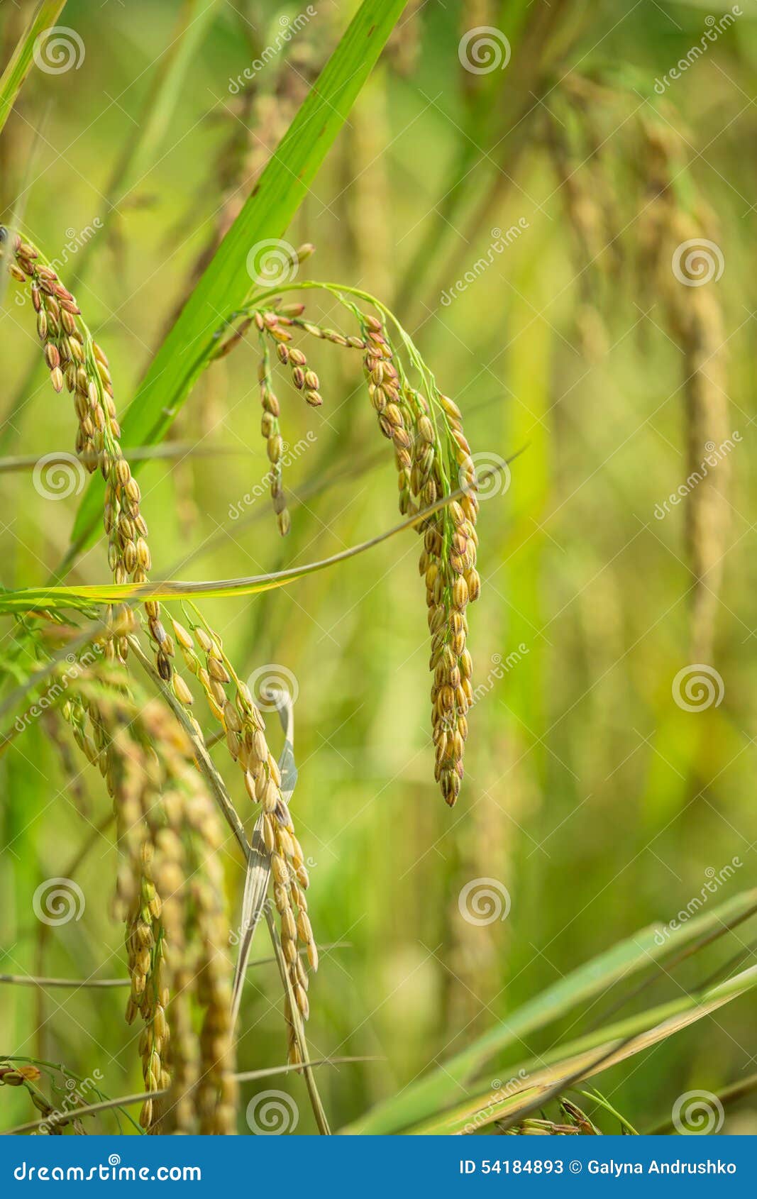 Rise field stock image. Image of area, agriculture, cultivate - 54184893