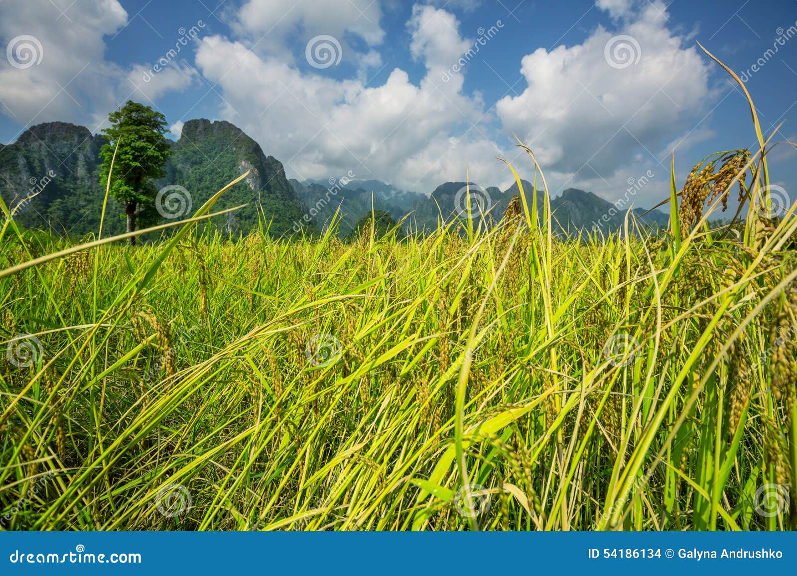 Rise field stock photo. Image of growth, flour, farming - 54186134