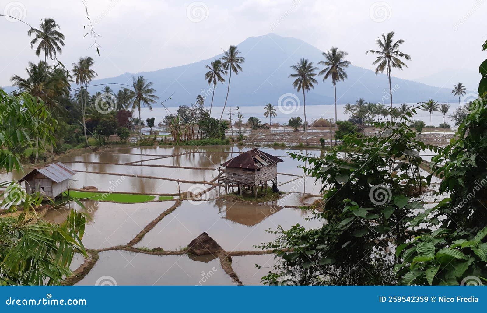 Rise field at village stock image. Image of rise, village - 259542359