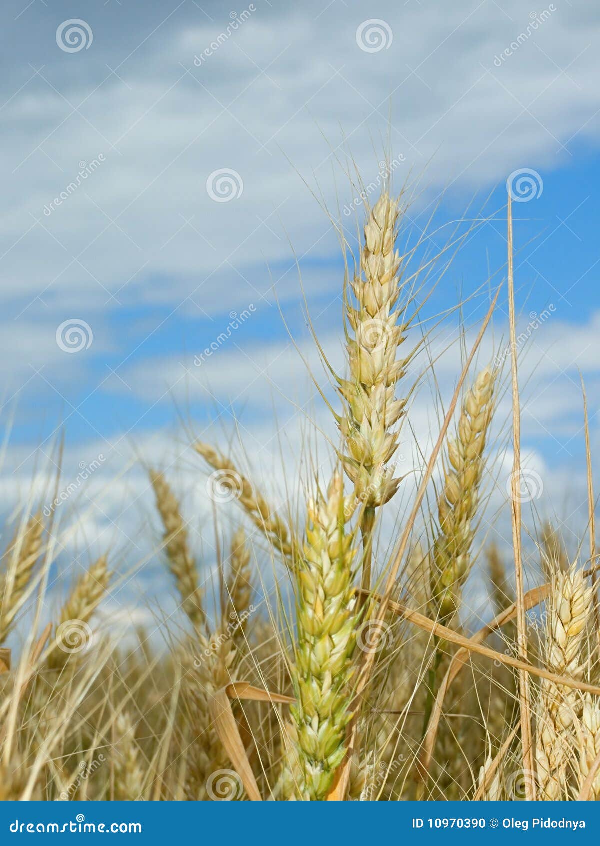 Rise wheat field stock photo. Image of agriculture, harvesting - 10970390