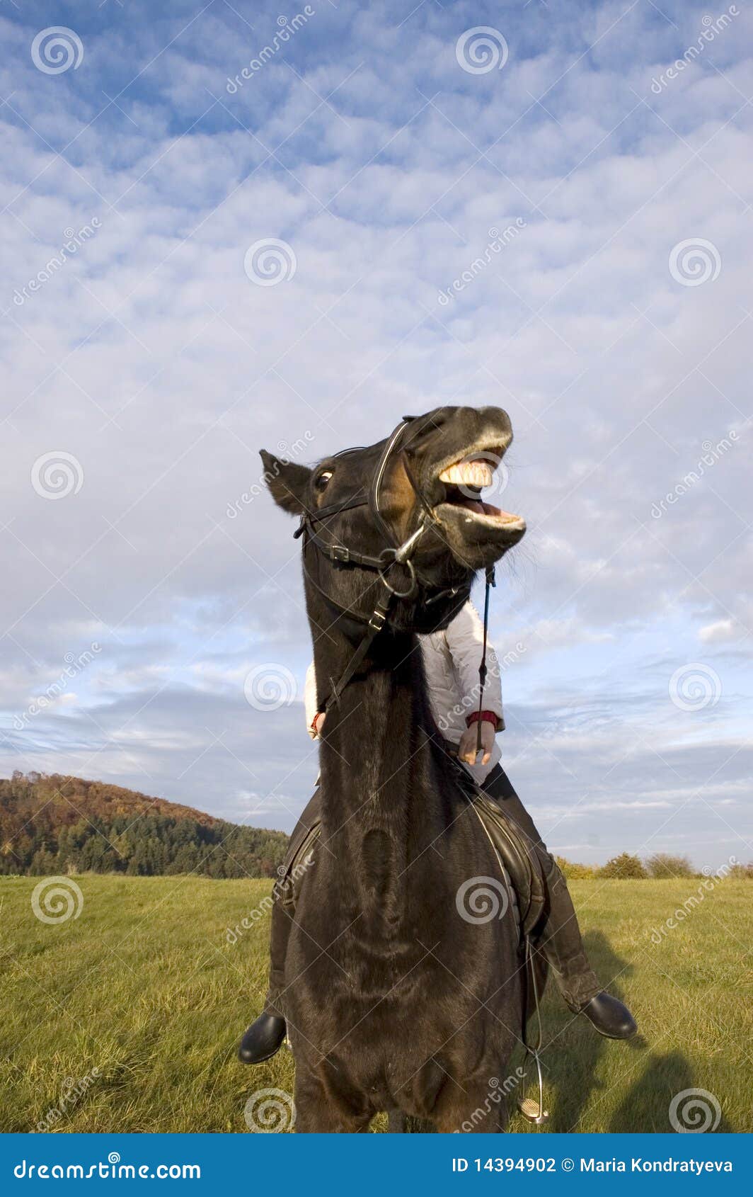 Risible horse. stock photo. Image of grass, neigh, head - 14394902