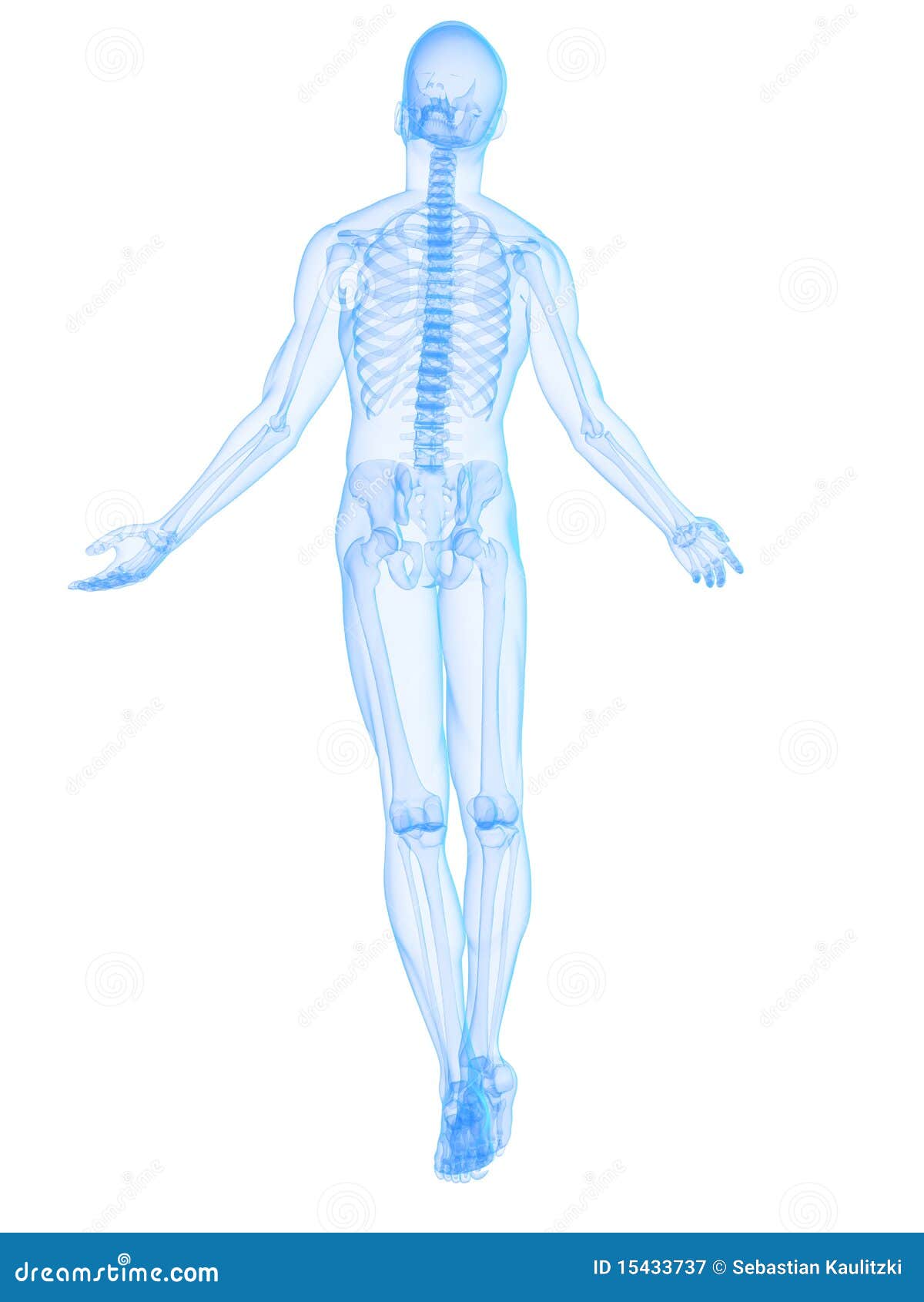 Rising body - x-ray stock illustration. Illustration of biology - 15433737