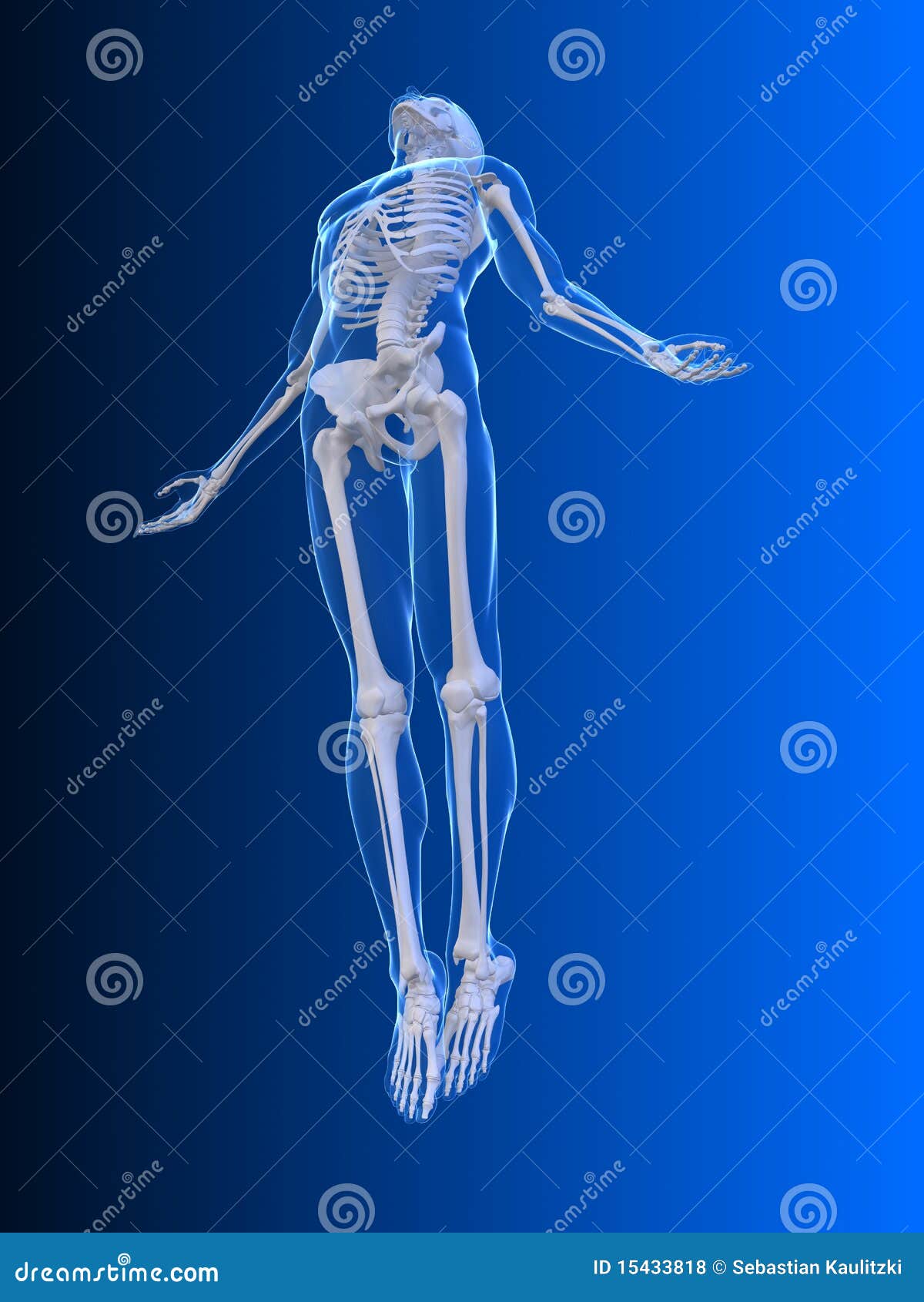 Rising body - x-ray stock illustration. Illustration of medical - 15433818