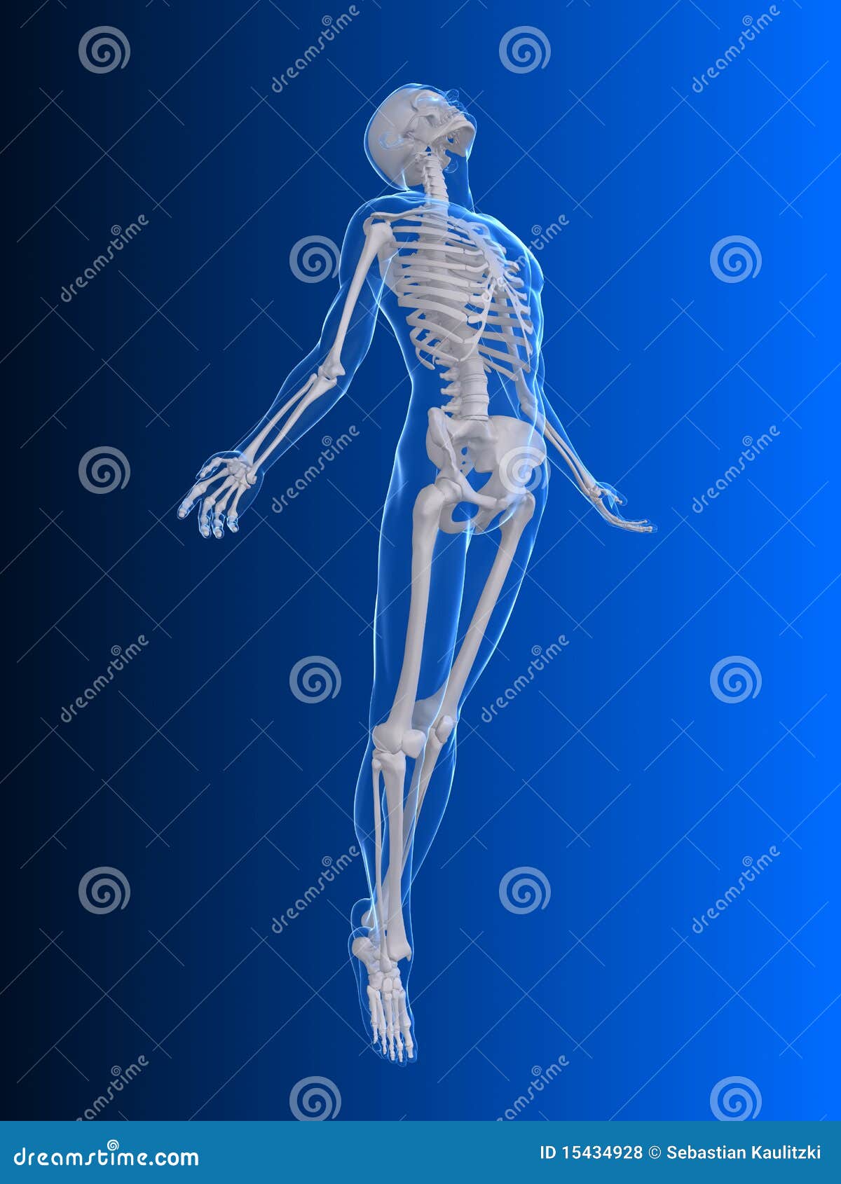 Rising body - x-ray stock illustration. Illustration of blue - 15434928