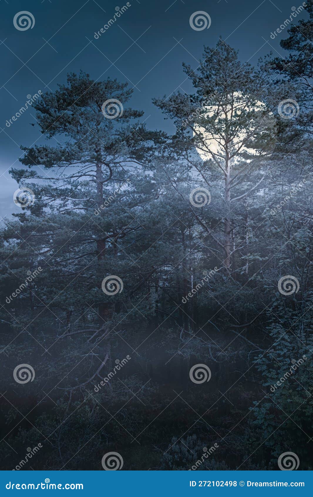 Rising Full Moon Over a Forest Stock Photo - Image of black, dawn ...