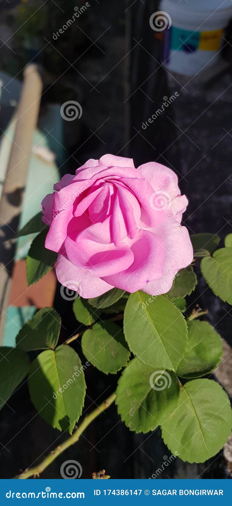 Rising Indian Rose stock image. Image of indian, beautiful - 174386147