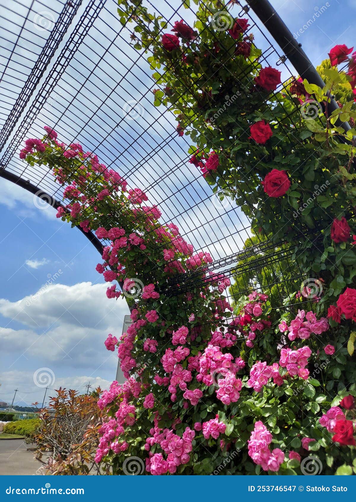 Rising rose stock image. Image of spring, rose, branch - 253746547