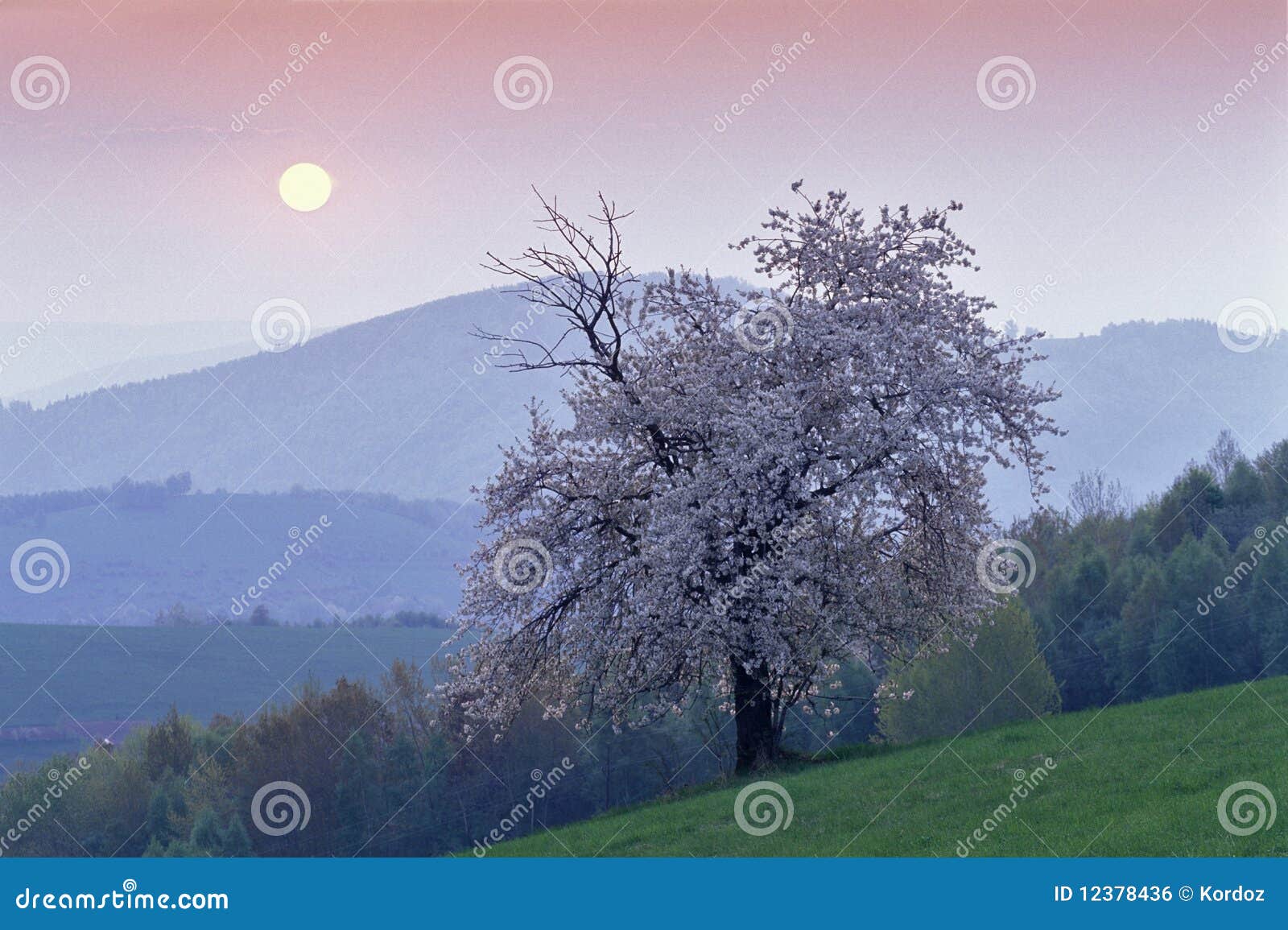 Rising Sun Behind Cherry Tree Stock Photo - Image of mountains, cherry ...