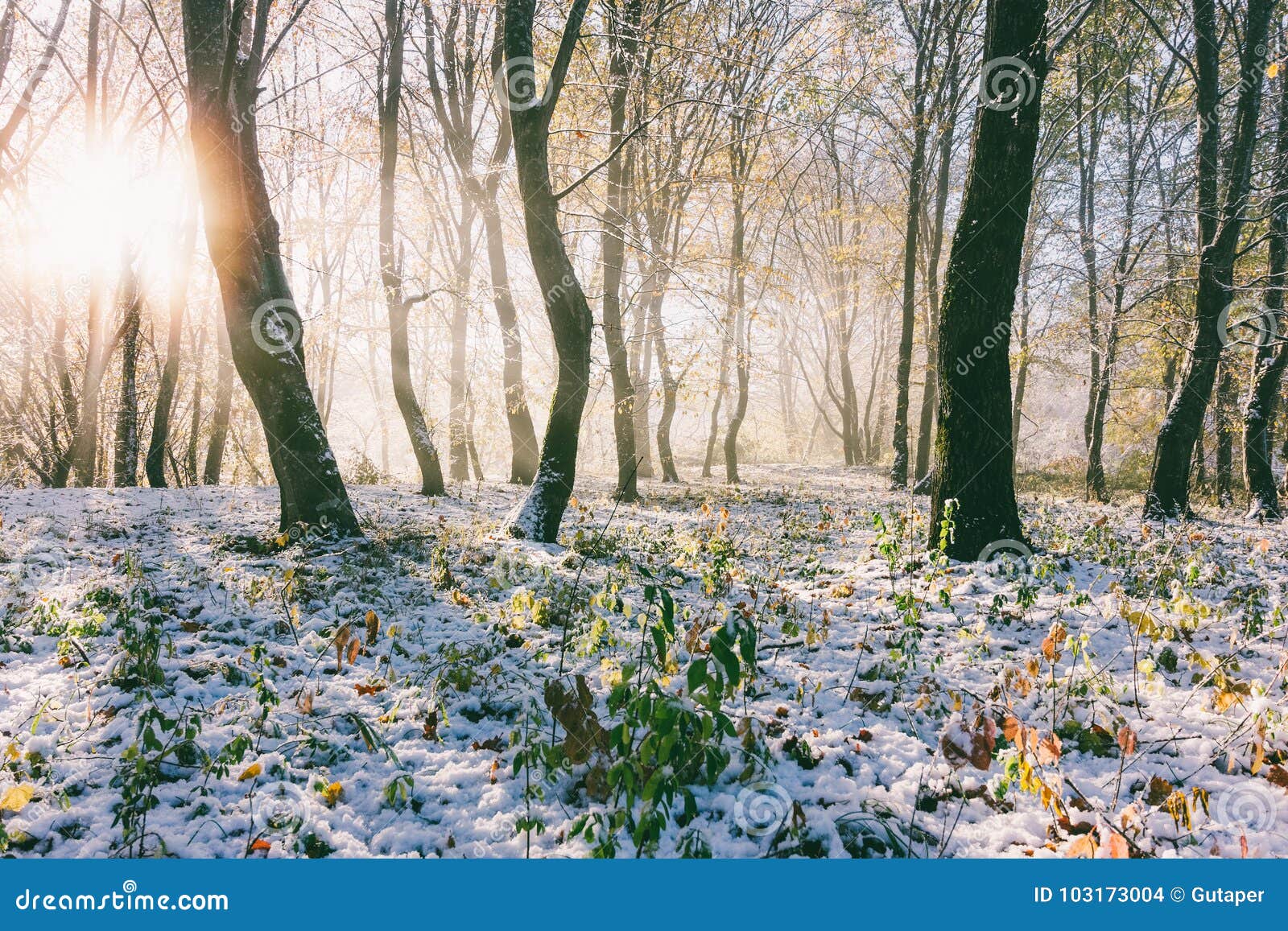 Rising Sun and the First Snow in the Autumn Forest Stock Photo - Image ...
