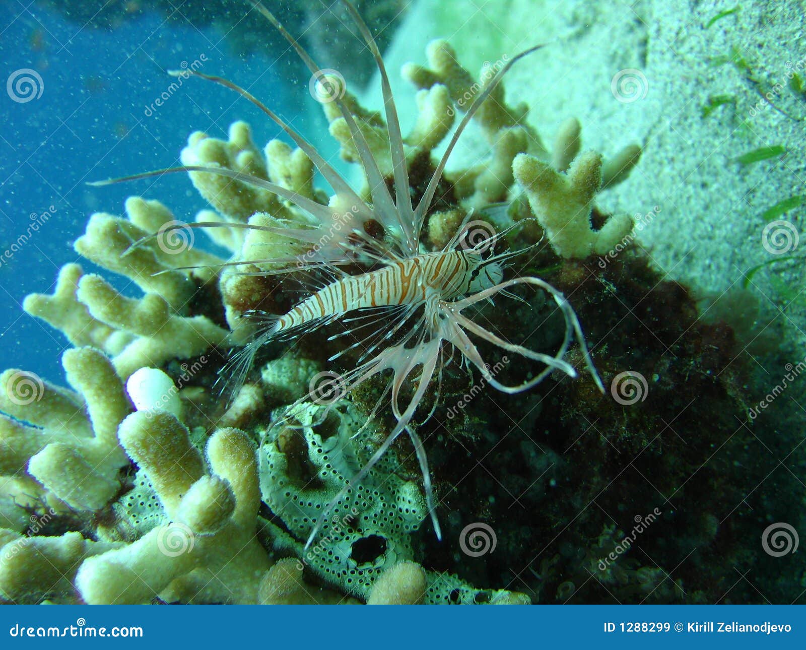 Rising sun fish stock image. Image of deep, israelholiday - 1288299