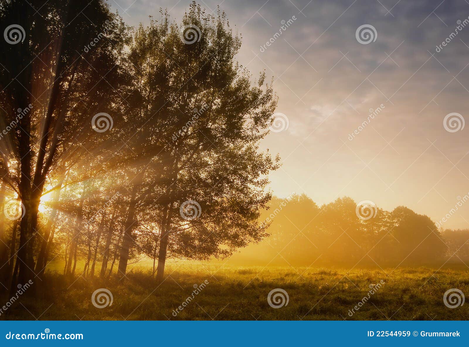Rising Sun in Forest and Meadow Stock Image - Image of calm, foliage ...