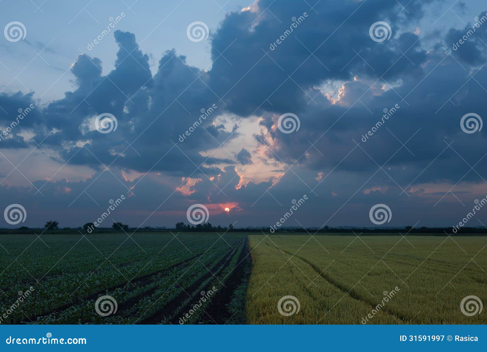 Rising Sun Over Agricultural Land Stock Image - Image of nature ...