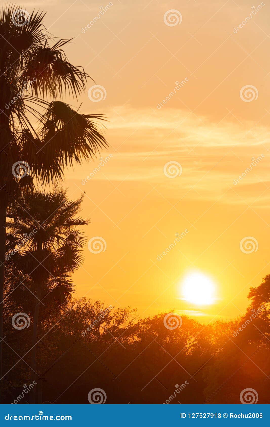 Rising Sun Over a Tropical Forest Stock Photo - Image of landscape ...