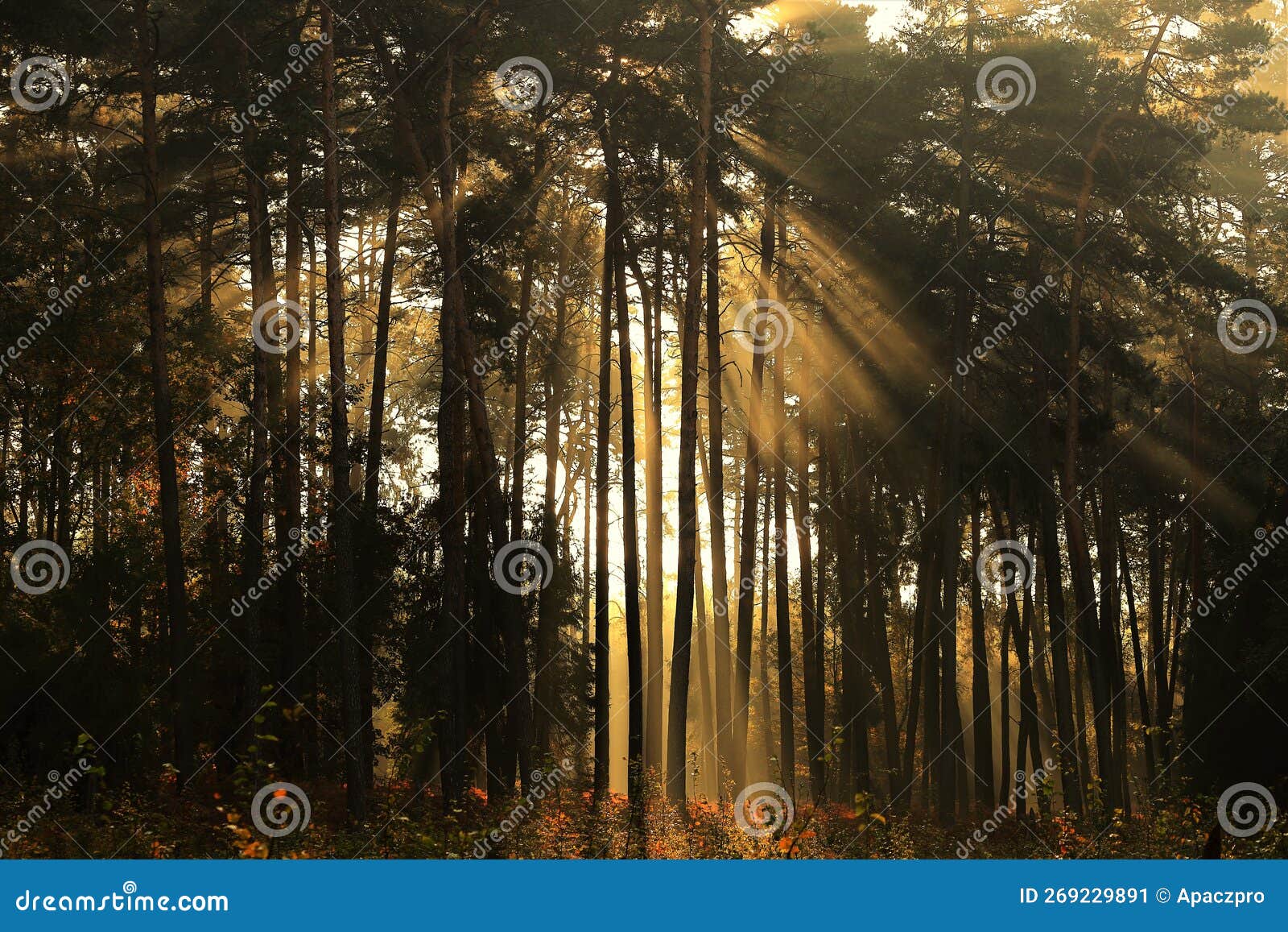 Rising Sun Rays among the Trees Stock Image - Image of rising, autumn ...