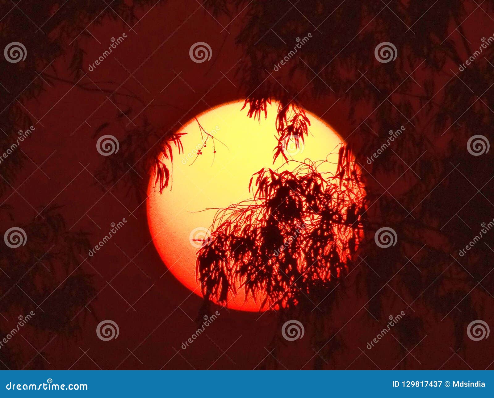 Rising sun stock image. Image of sunlight, golden, dawn - 129817437