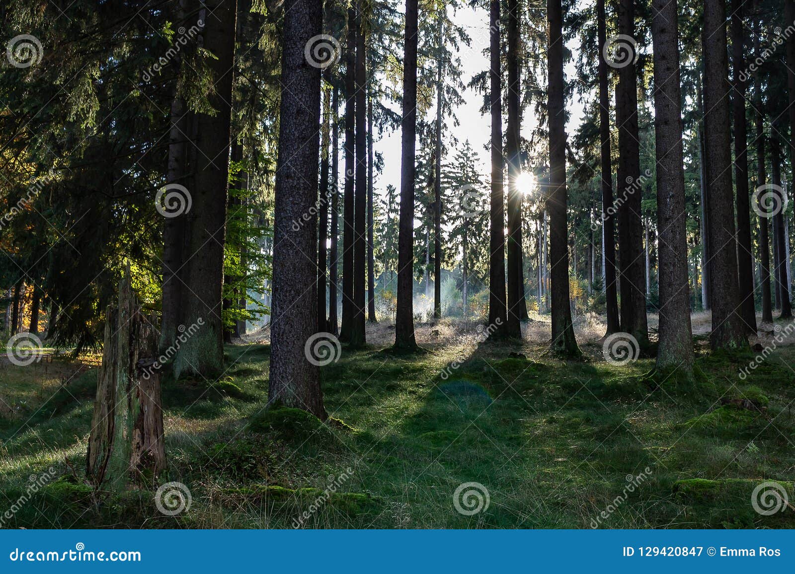 The Rising Sun Shines through the Trees of the Forest Stock Image ...
