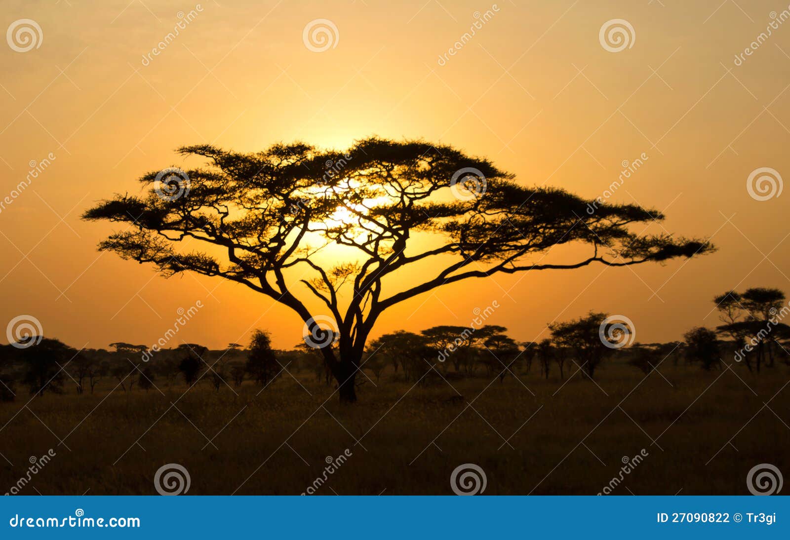 Rising Sun Shinning through an Acacia Tree Stock Photo - Image of ...
