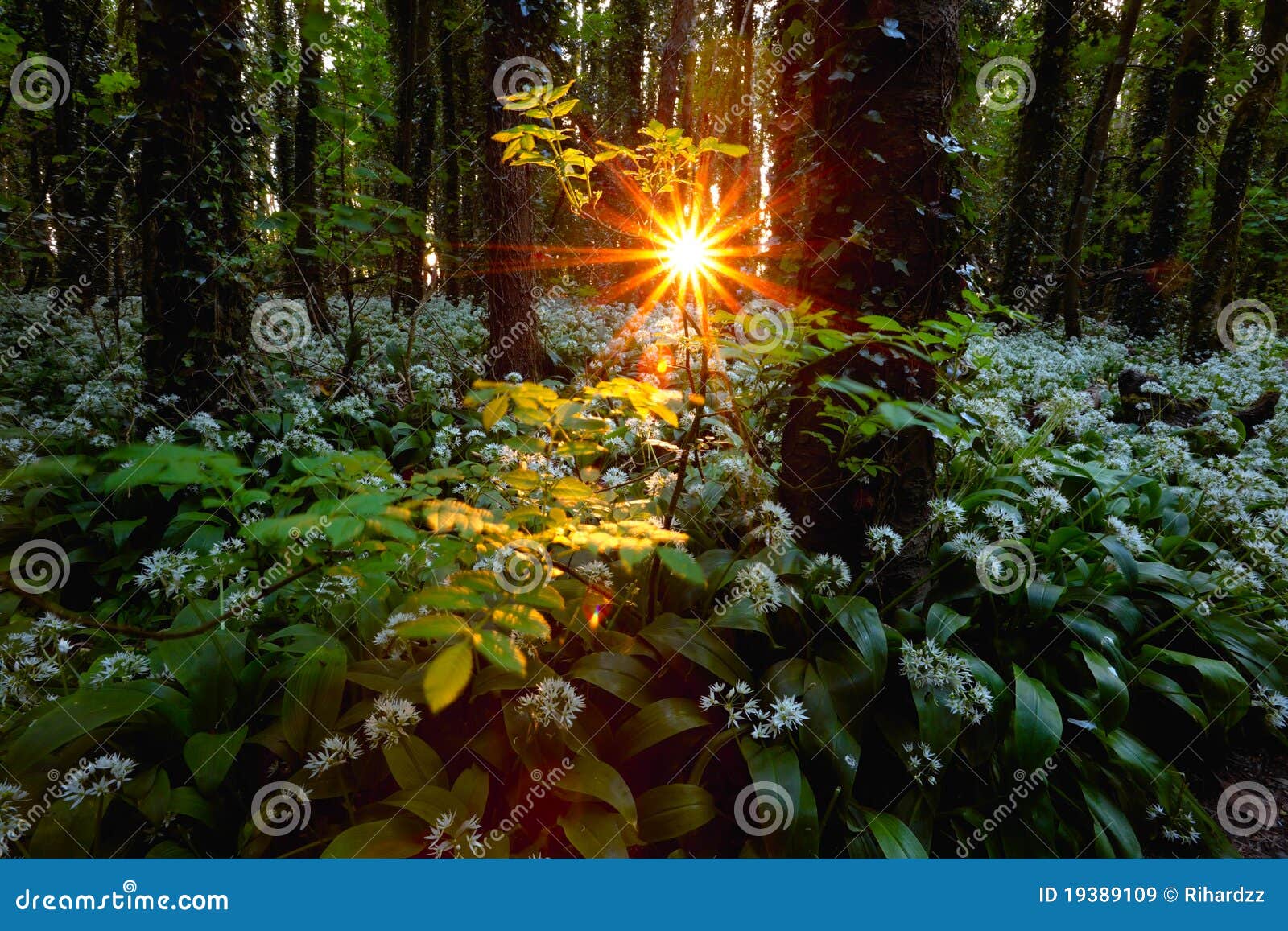 Rising Sun in Spring Forest Stock Image - Image of beauty, season: 19389109