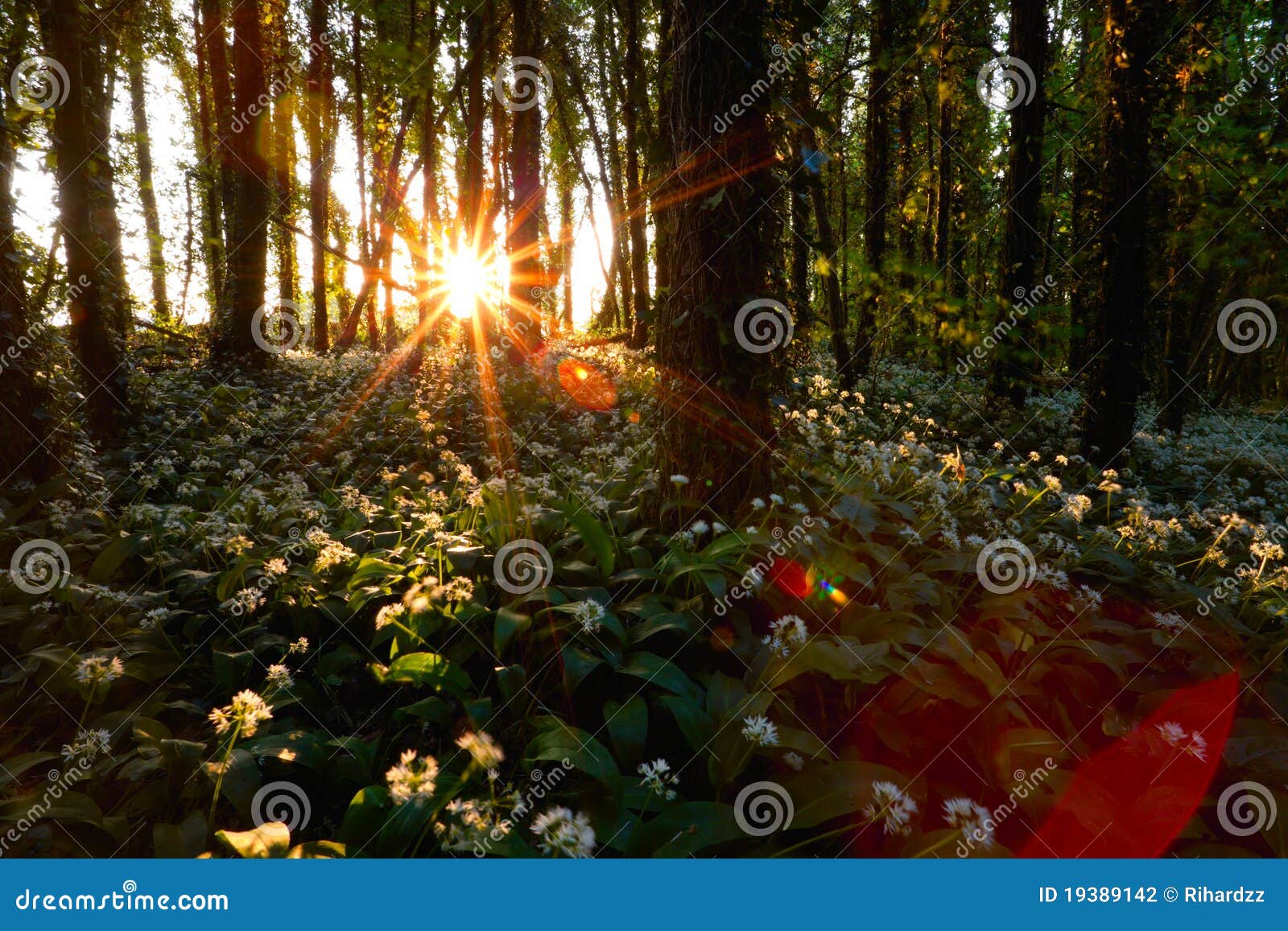 Rising Sun in Spring Forest Stock Photo - Image of beauty, grass: 19389142