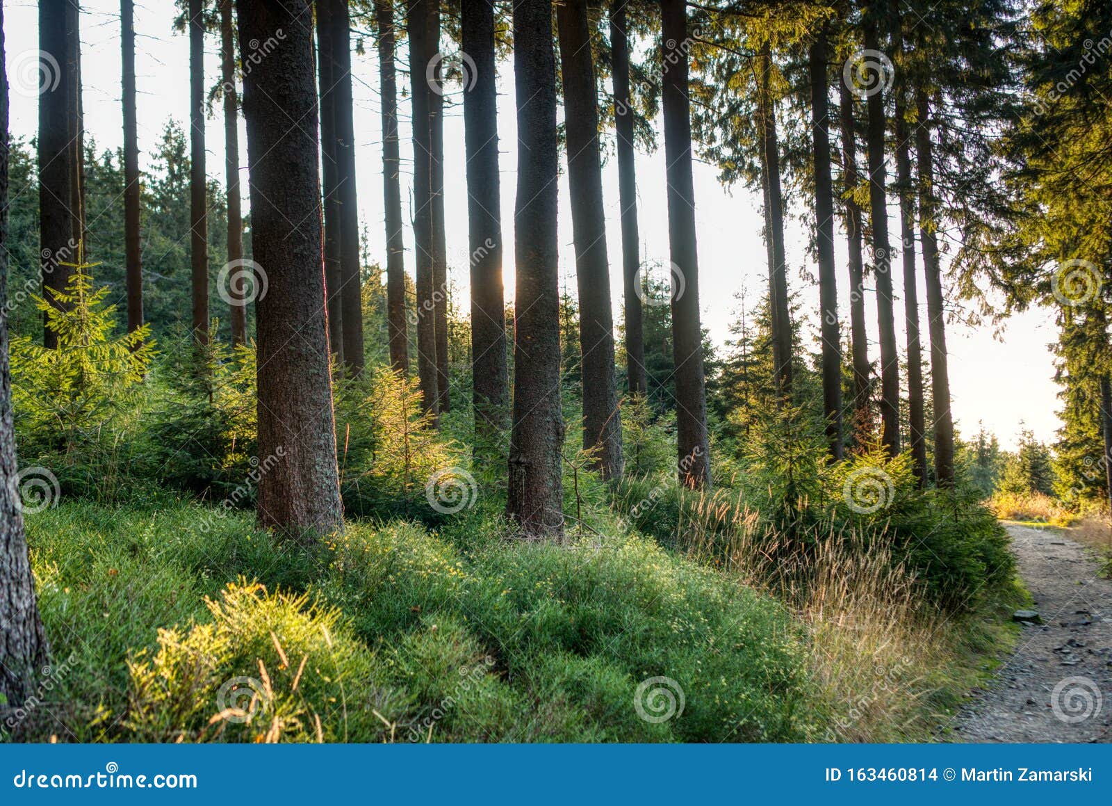Rising Sun with Tree Backgroun in Forest Stock Photo - Image of ...