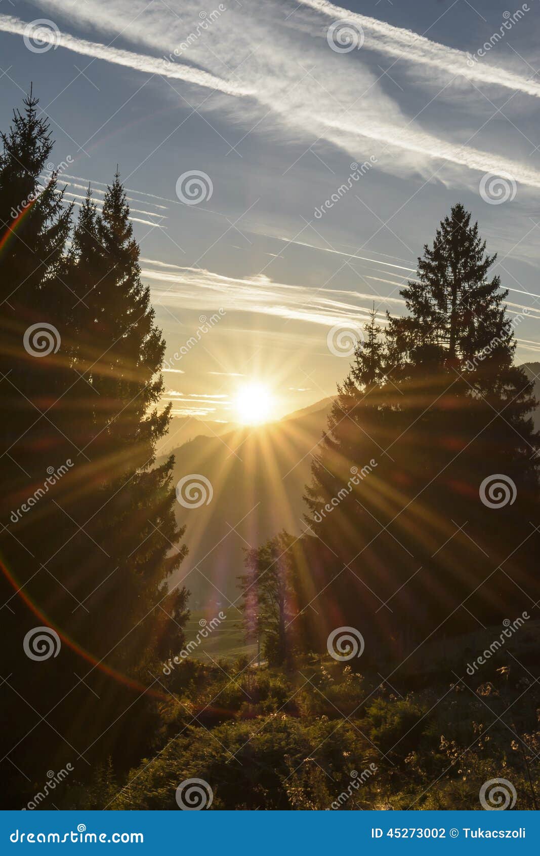 The Rising Sun between Two Pine Stock Photo - Image of freshness ...