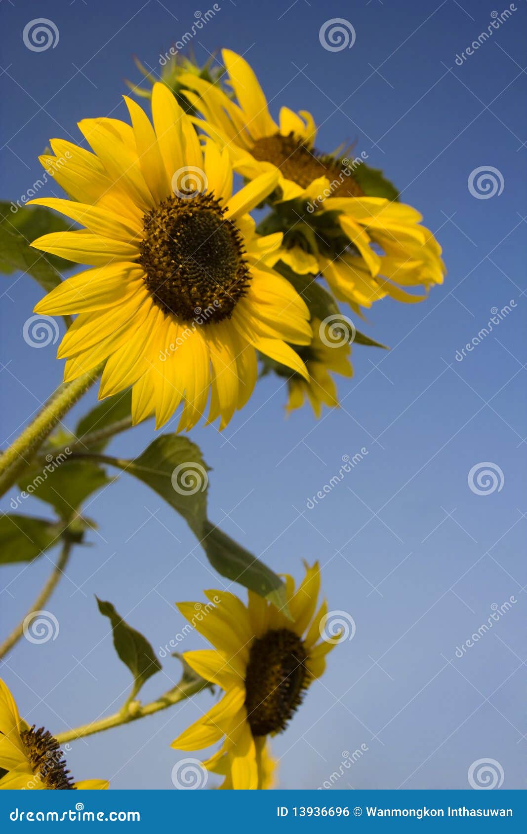Rising Sunflower stock photo. Image of plant, gardens - 13936696