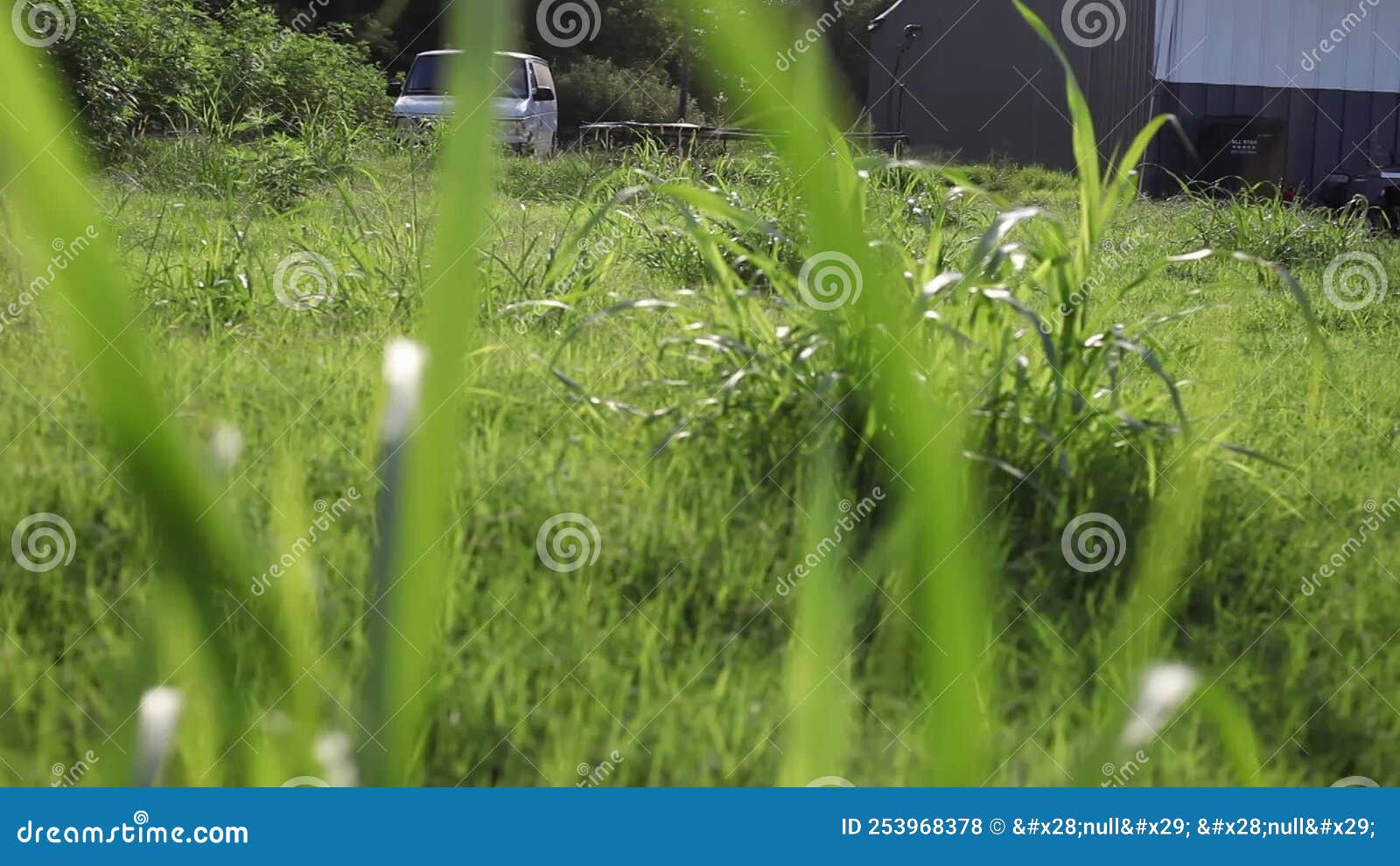 Rising through Tall Grass View of White Van and Building Stock Footage ...
