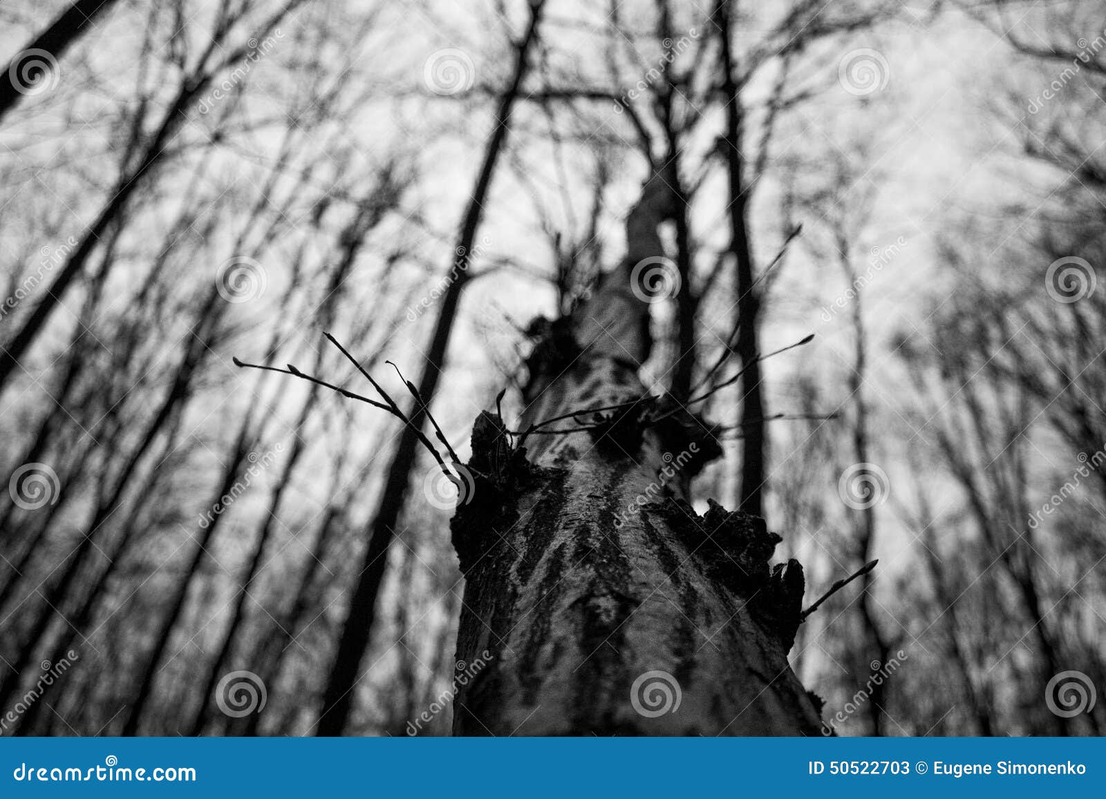 Rising Tree Stock Photography | CartoonDealer.com #71684564