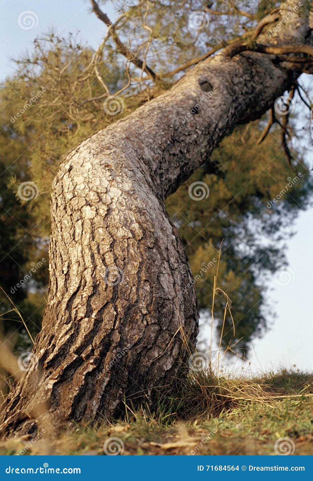 Rising Tree stock photo. Image of granada, trunk, golden - 71684564
