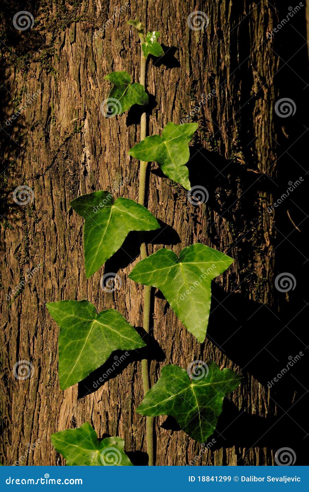 Rising up stock image. Image of freshness, growth, nature - 18841299