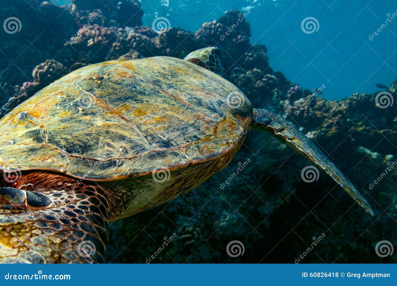 Rising Up from the Depths stock photo. Image of animal - 60826418