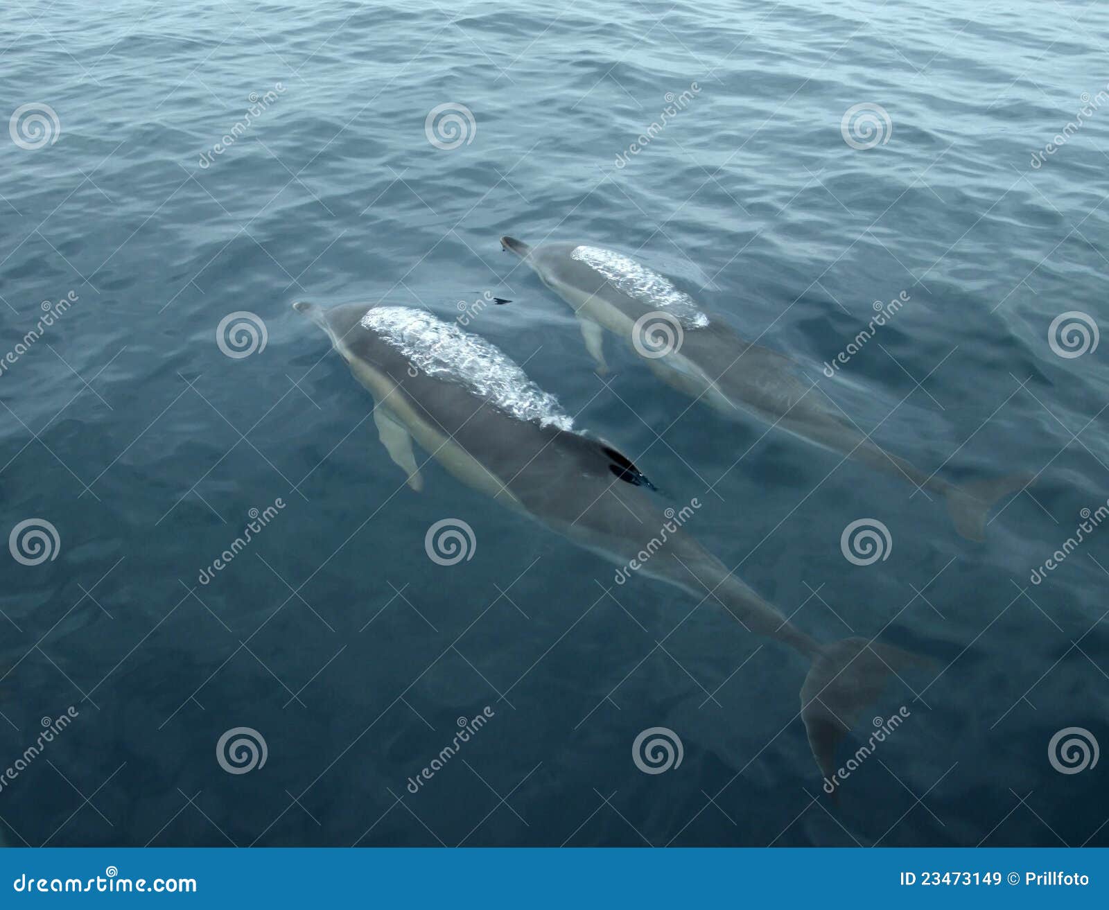 Rising up dolphins stock image. Image of pace, animal - 23473149