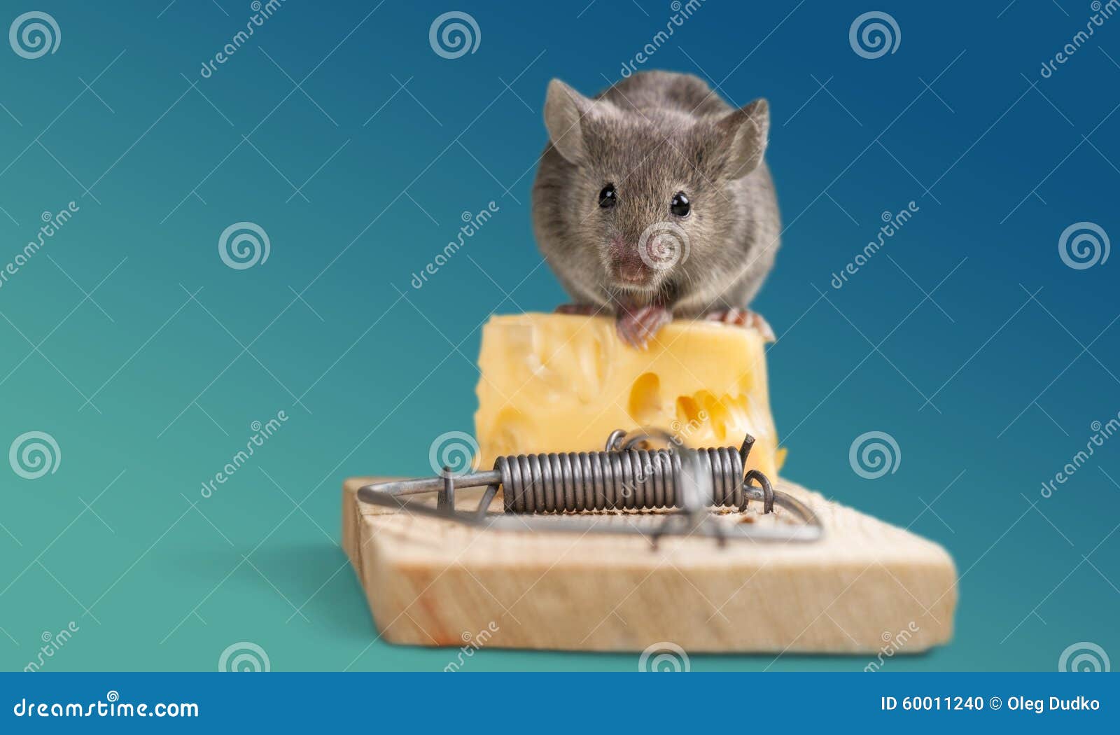 Risk stock photo. Image of pest, mousetrap, skill, white - 60011240