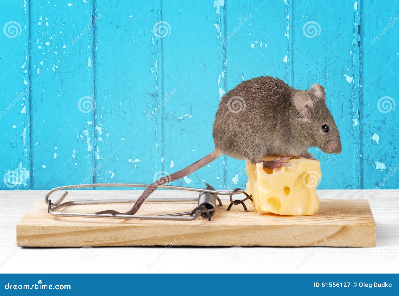 Risk stock image. Image of danger, skill, obsessive, mouse - 61556127