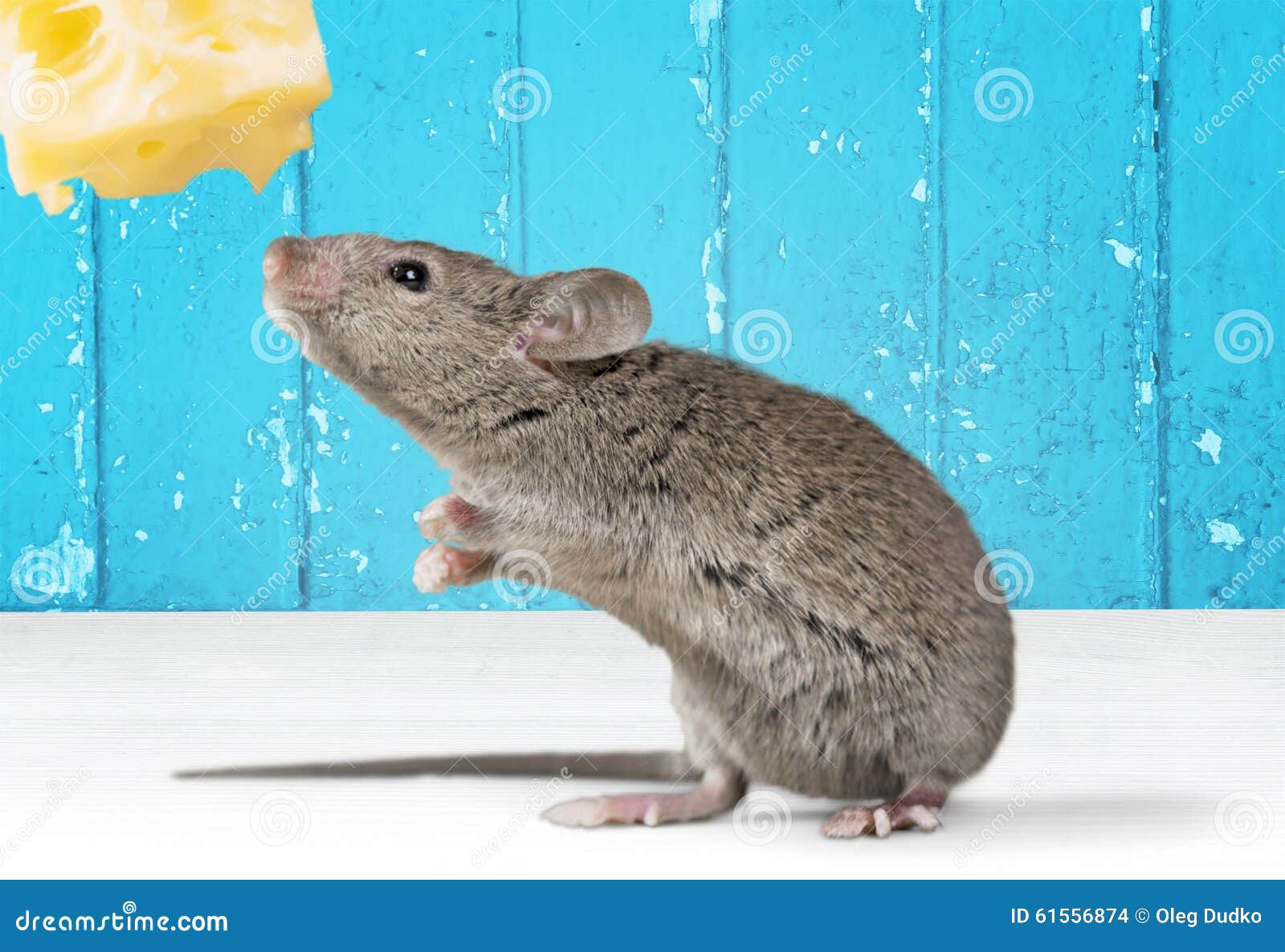Risk stock photo. Image of trap, danger, mouse, balance - 61556874